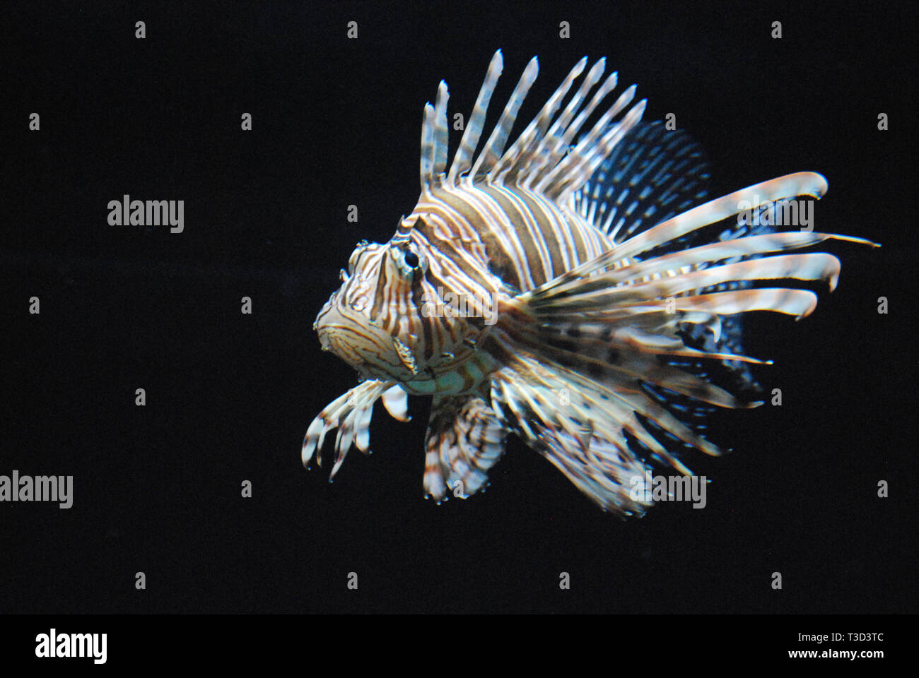 Banded lionfish hi-res stock photography and images - Alamy