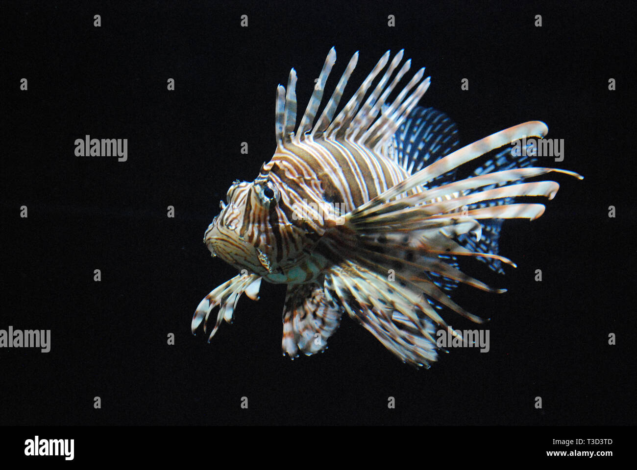 White stripes lionfish hi-res stock photography and images - Alamy
