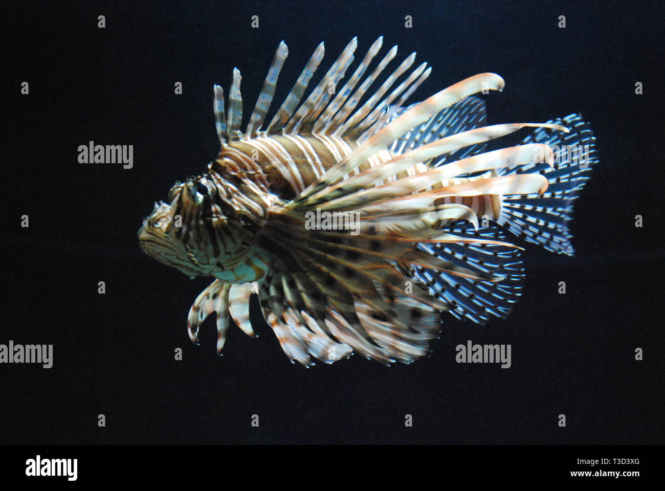 Banded lionfish hi-res stock photography and images - Alamy