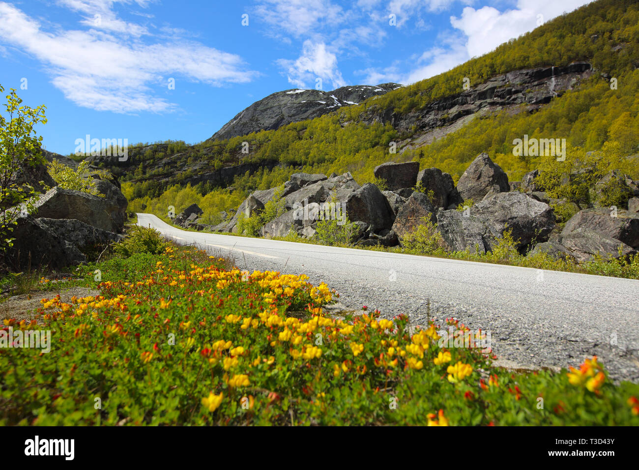 Picturesque spring Norway landscape with asphalt road and flowers Stock ...
