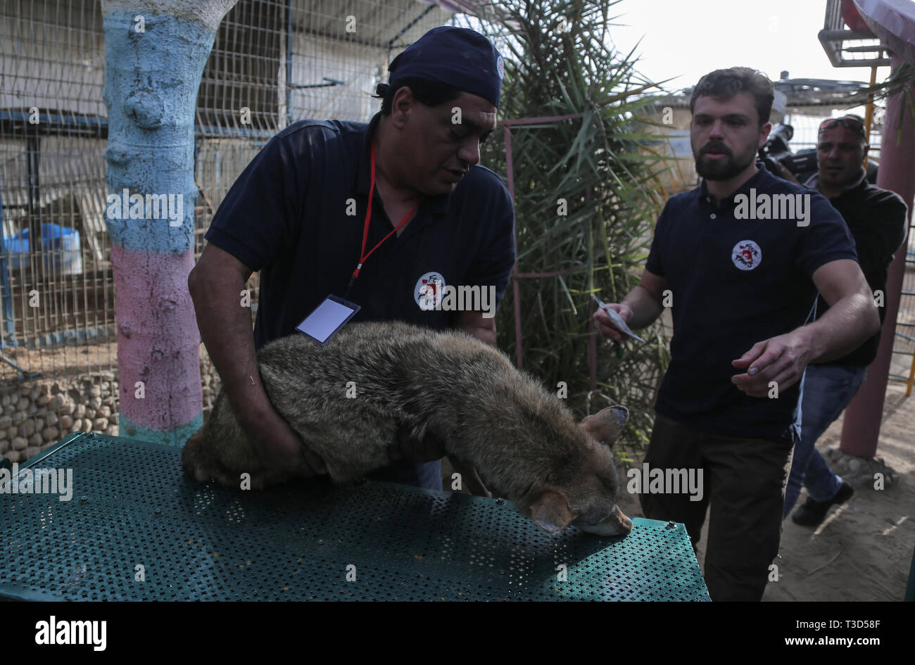 Gaza, Palestine. 07th Apr, 2019. A pet community in Gaza with Four Bows ...