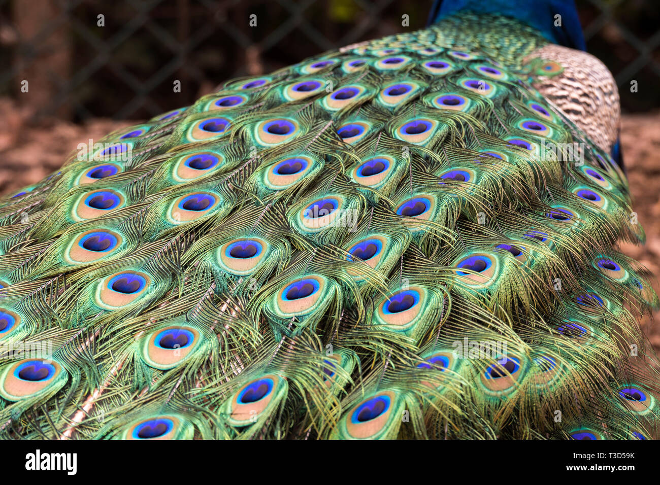 peacock making the wheel in the mating season Stock Photo - Alamy