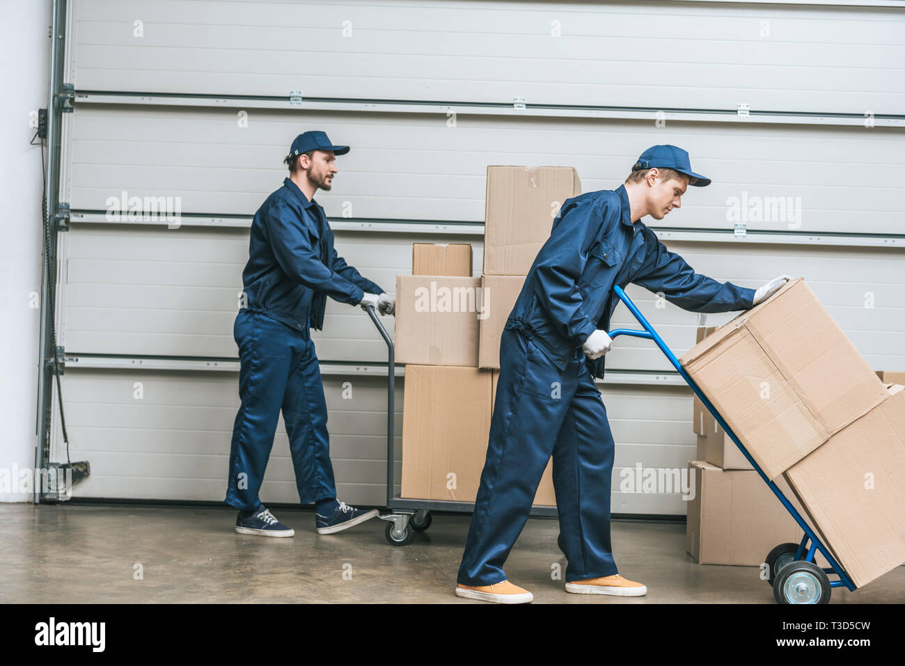 two movers in uniform using hand trucks while transporting cardboard ...