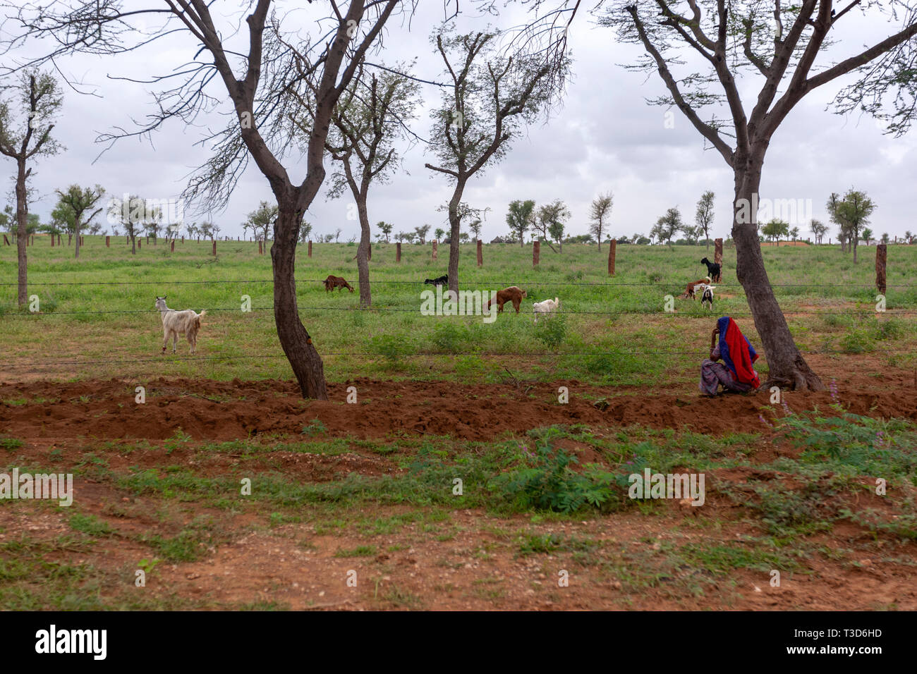 Goat shepherd hi-res stock photography and images - Alamy