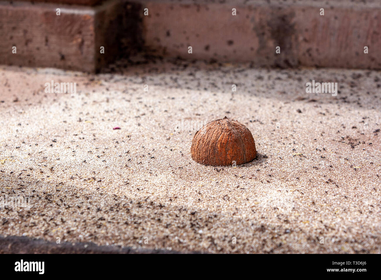 Ants and a coconut hi-res stock photography and images - Alamy