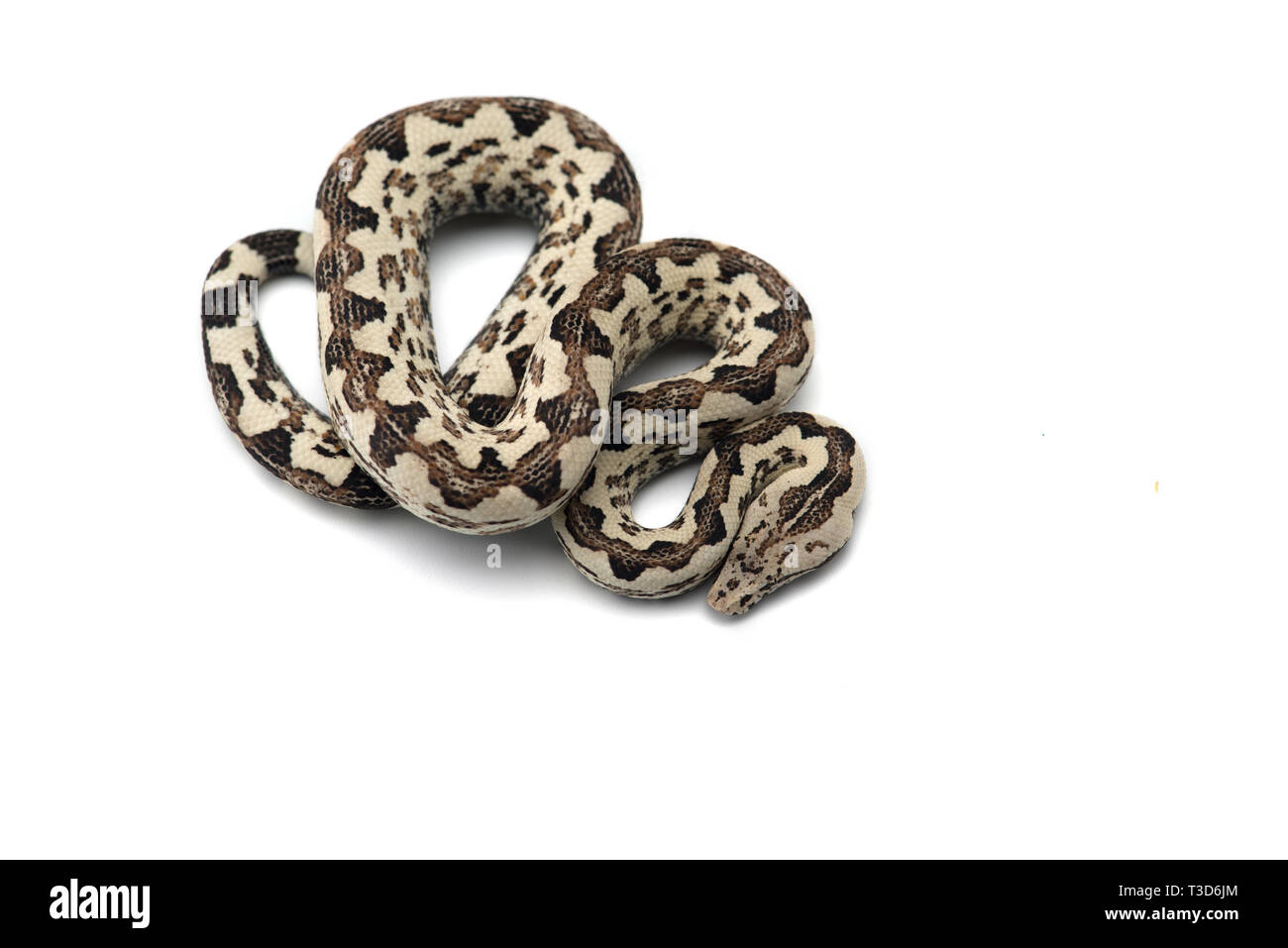 The viper boa isolated on white background Stock Photo - Alamy
