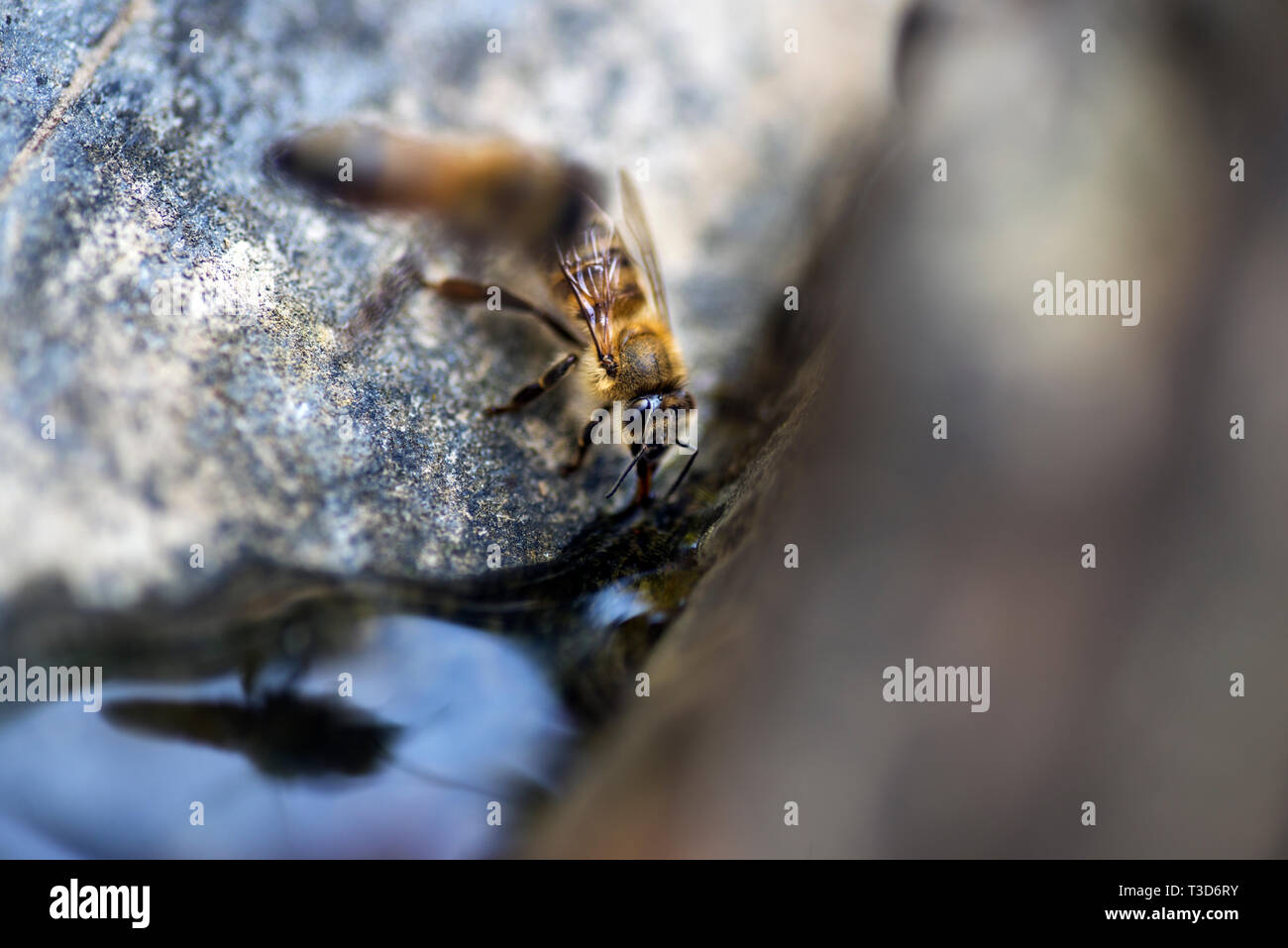 Insect drinking water garden hi-res stock photography and images - Alamy