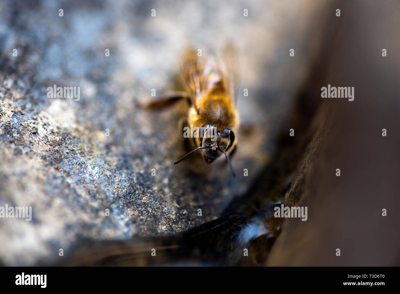 Bee drinking water hi-res stock photography and images - Alamy