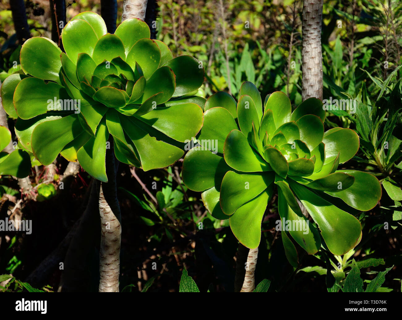 Two big rosettes of giant aeonium, endemic wild plant of Canary Islands ...