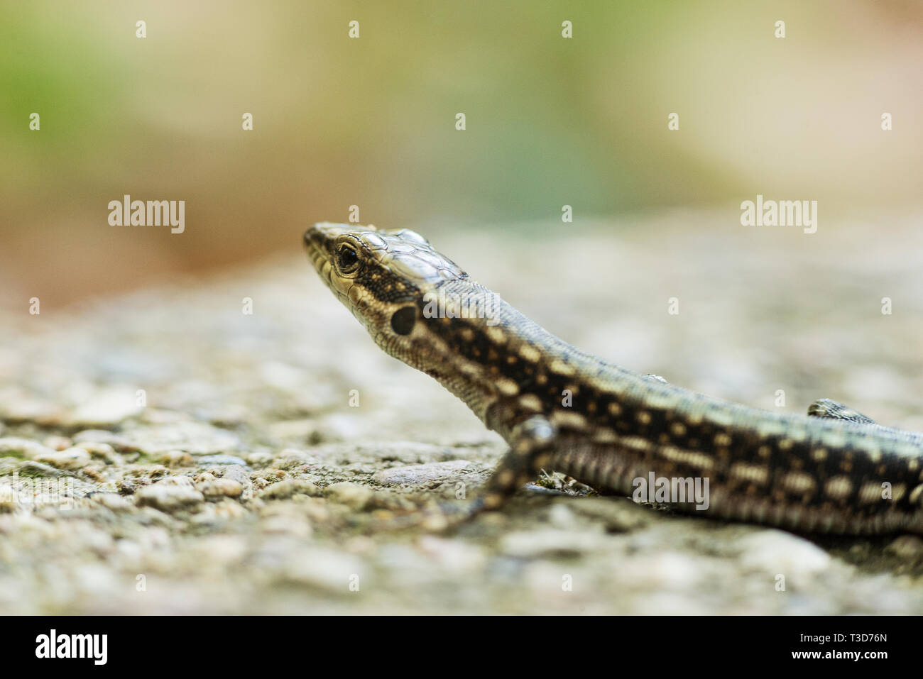 Common collared lizard crotaphytus collaris hi-res stock photography ...