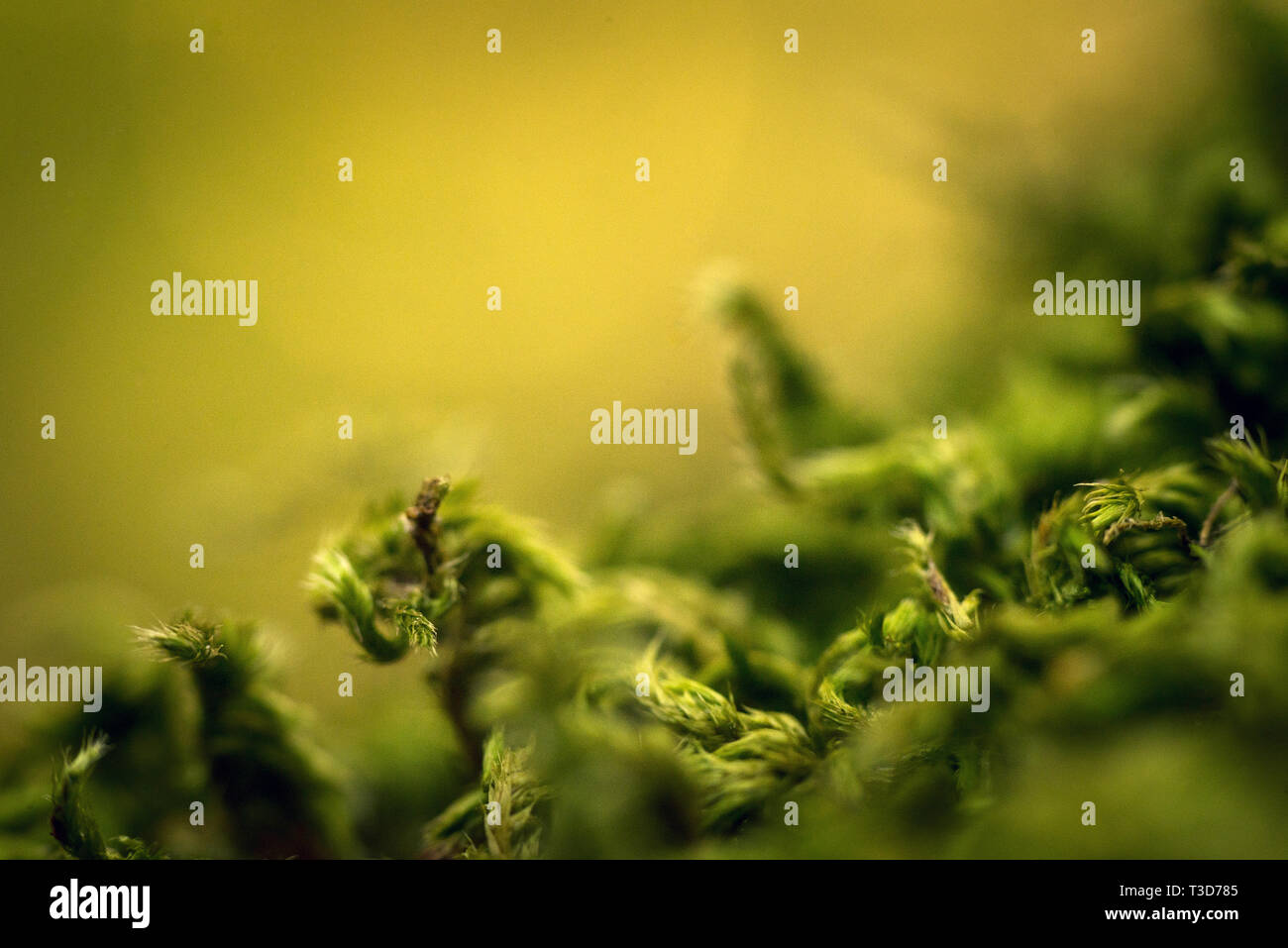 Beautiful shot tree in hi-res stock photography and images - Alamy