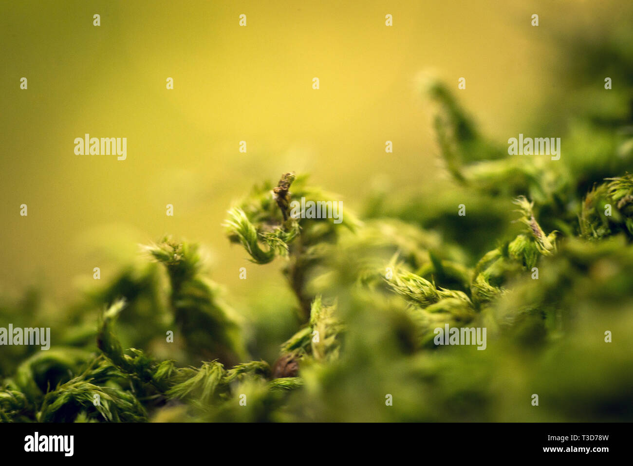 Moss in nature hi-res stock photography and images - Alamy
