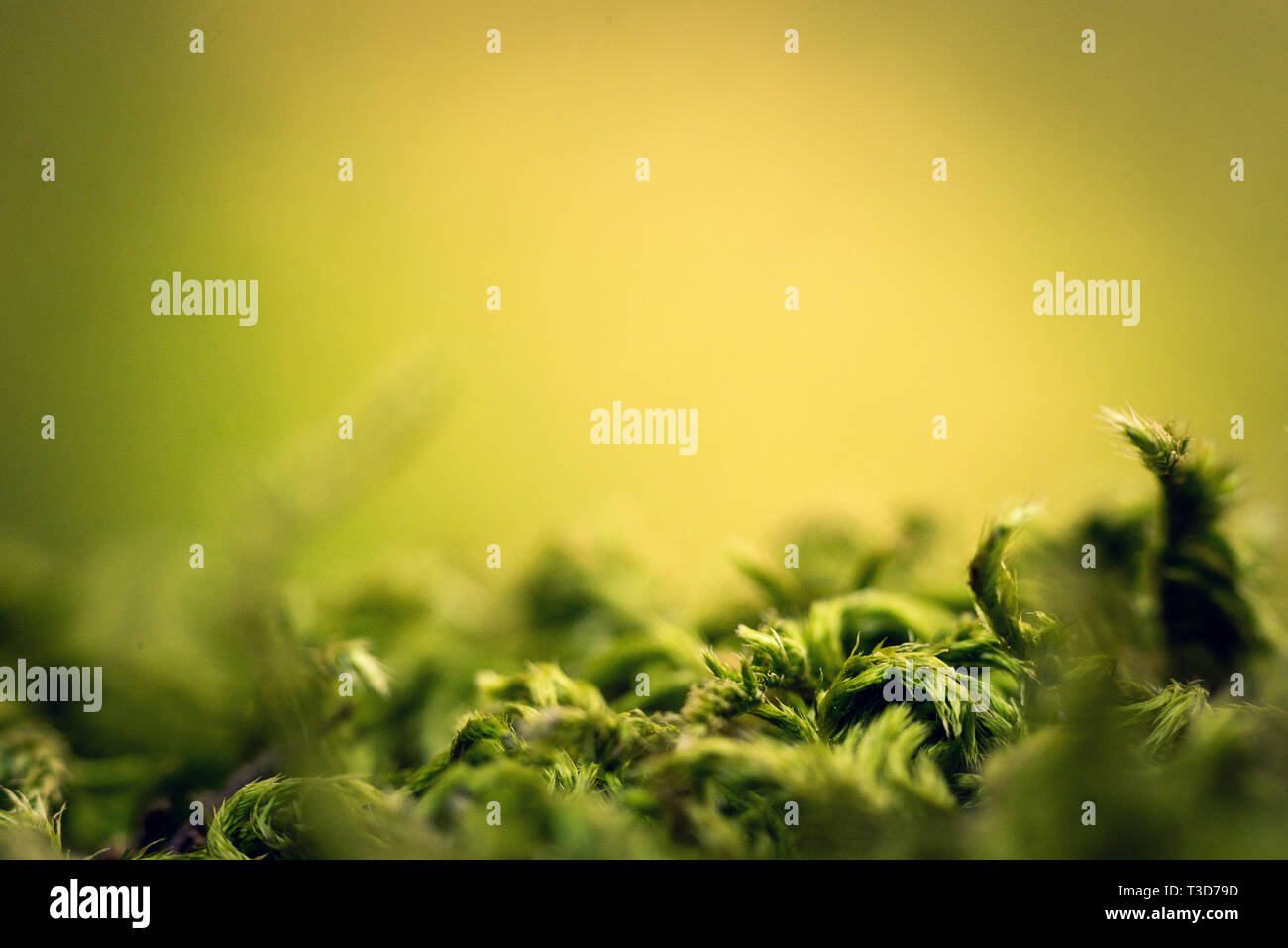 Moss in nature hi-res stock photography and images - Alamy