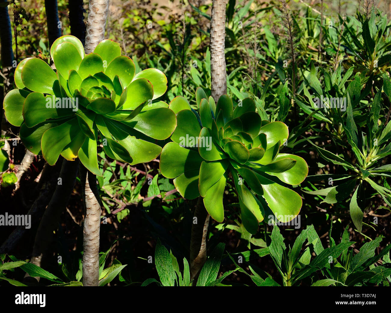 Green rosettes of giant aeonium, endemic wild plant of Canary Islands ...