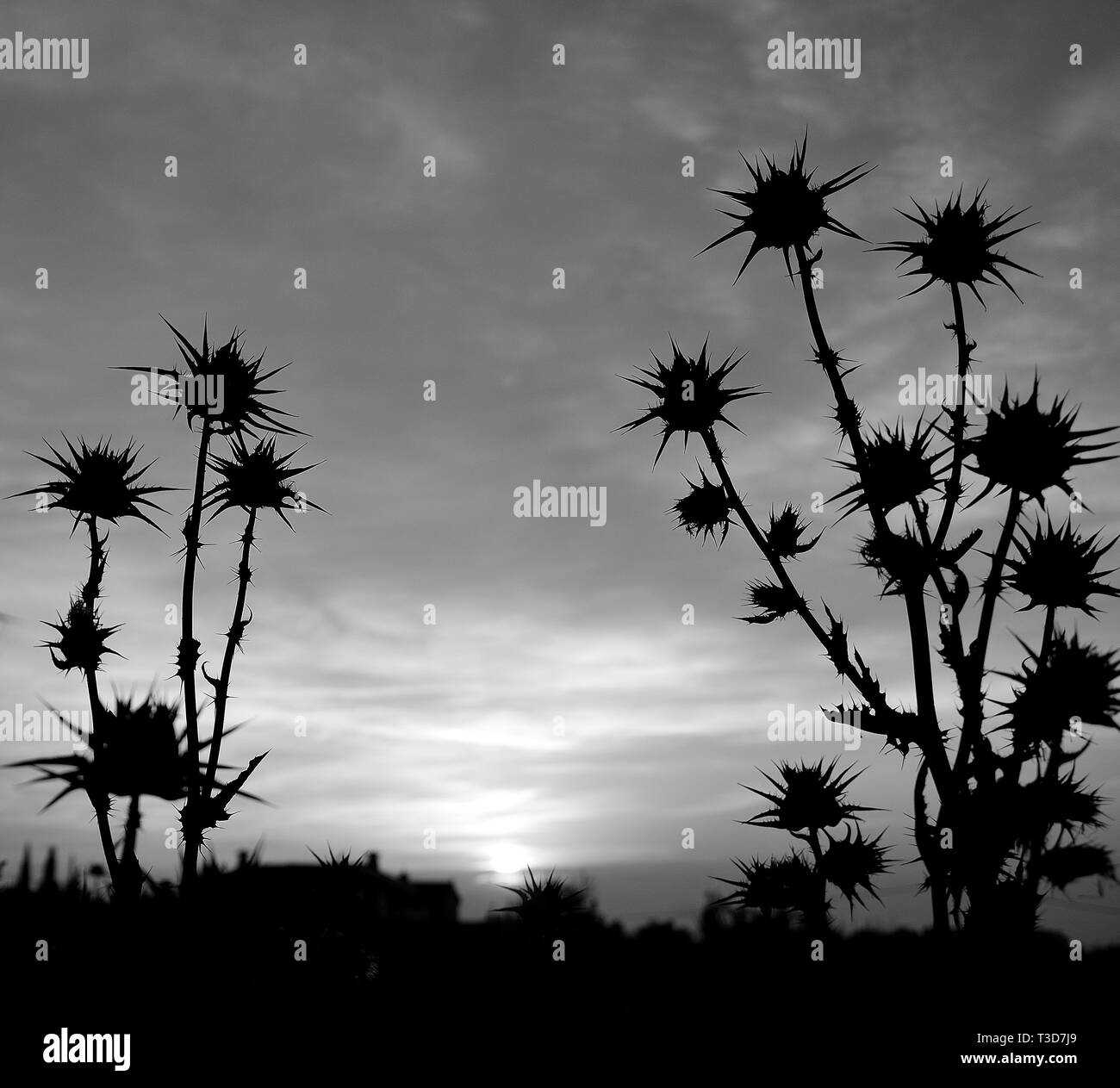 Thistle in the sky Black and White Stock Photos & Images - Alamy