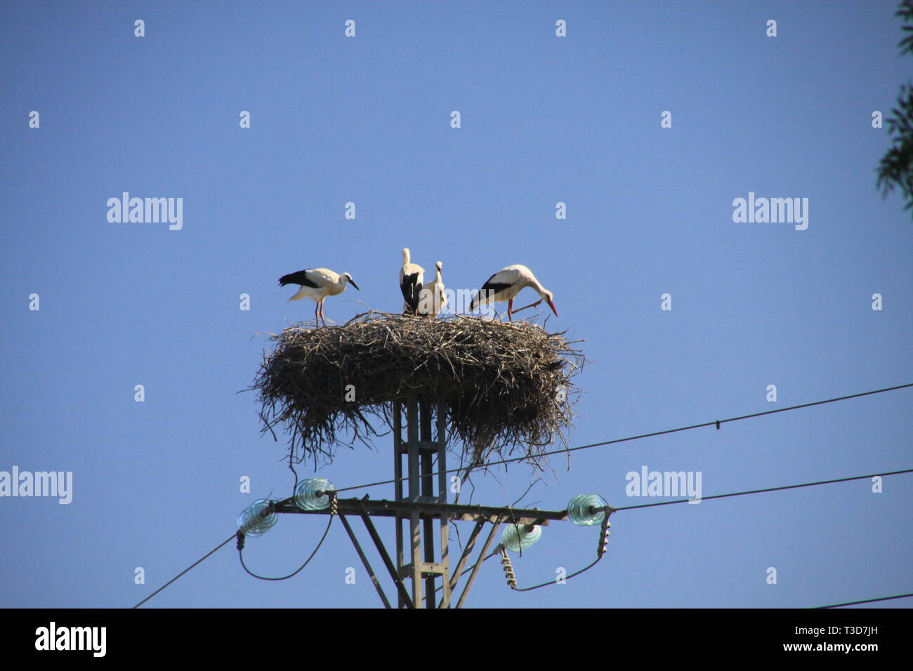 Birds on electrical cables hi-res stock photography and images - Alamy
