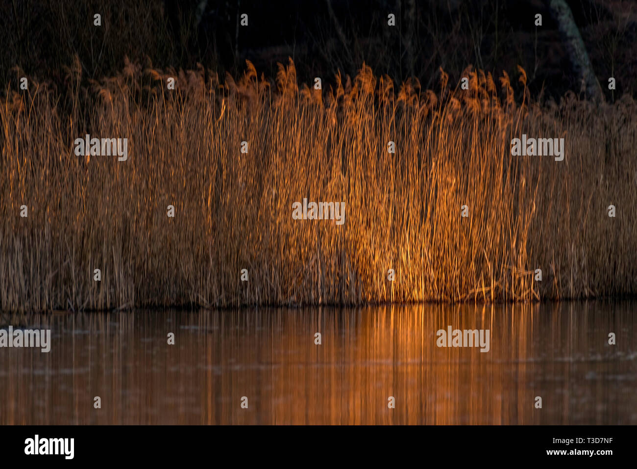 Golden light reeds at the lake Stock Photo - Alamy