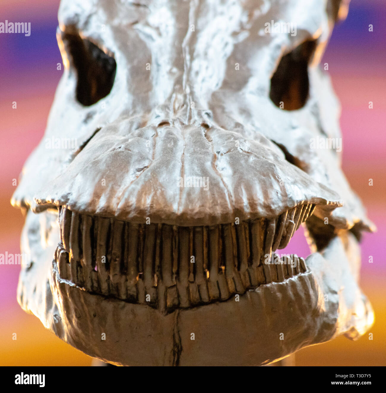 Dippy the iconic Diplodocus Dinosaur on tour in Kelingrove Museum and ...