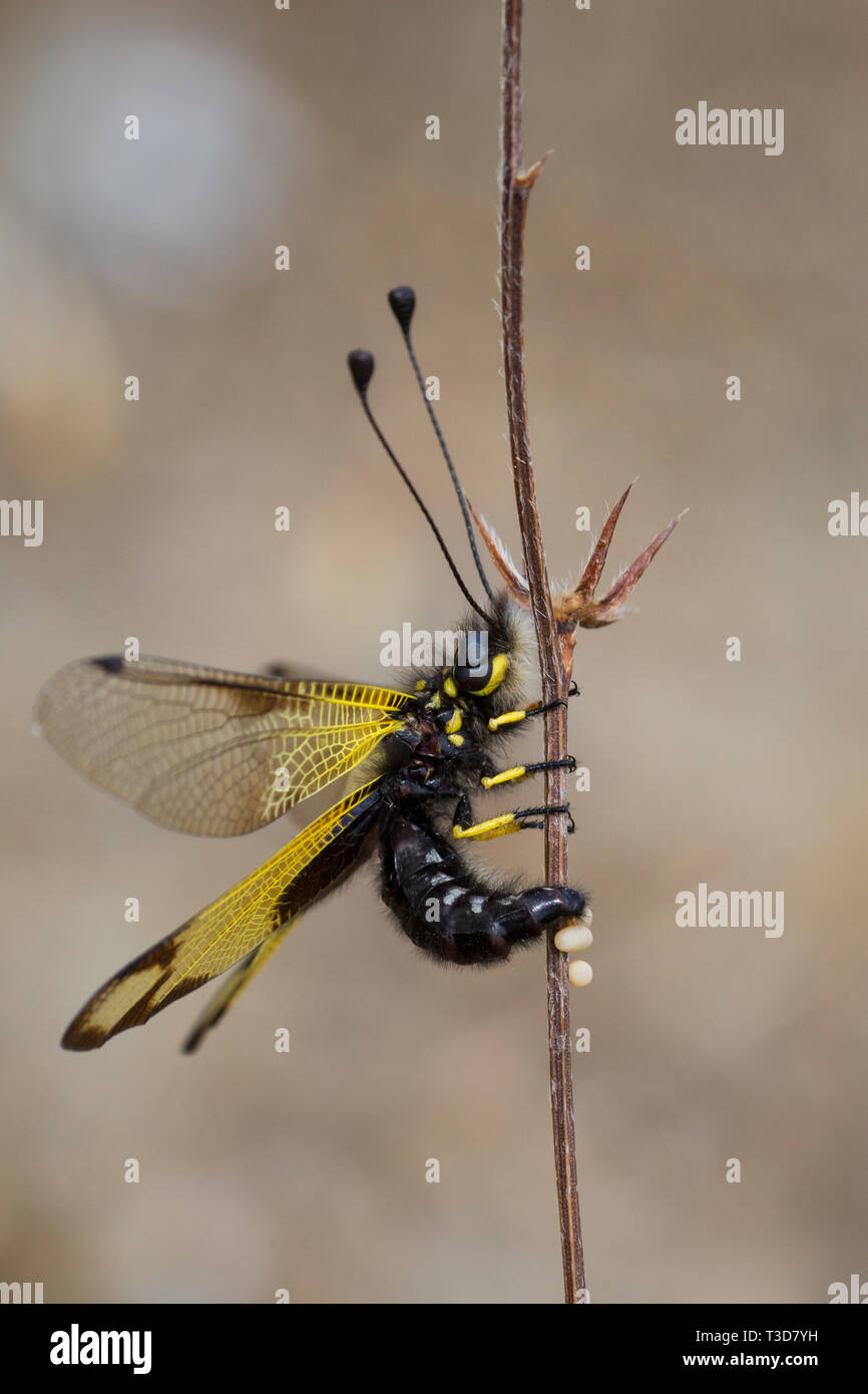 Schmetterlingshaft, Libelloides rhomboides ssp. cretensis, Owlfly Stock ...