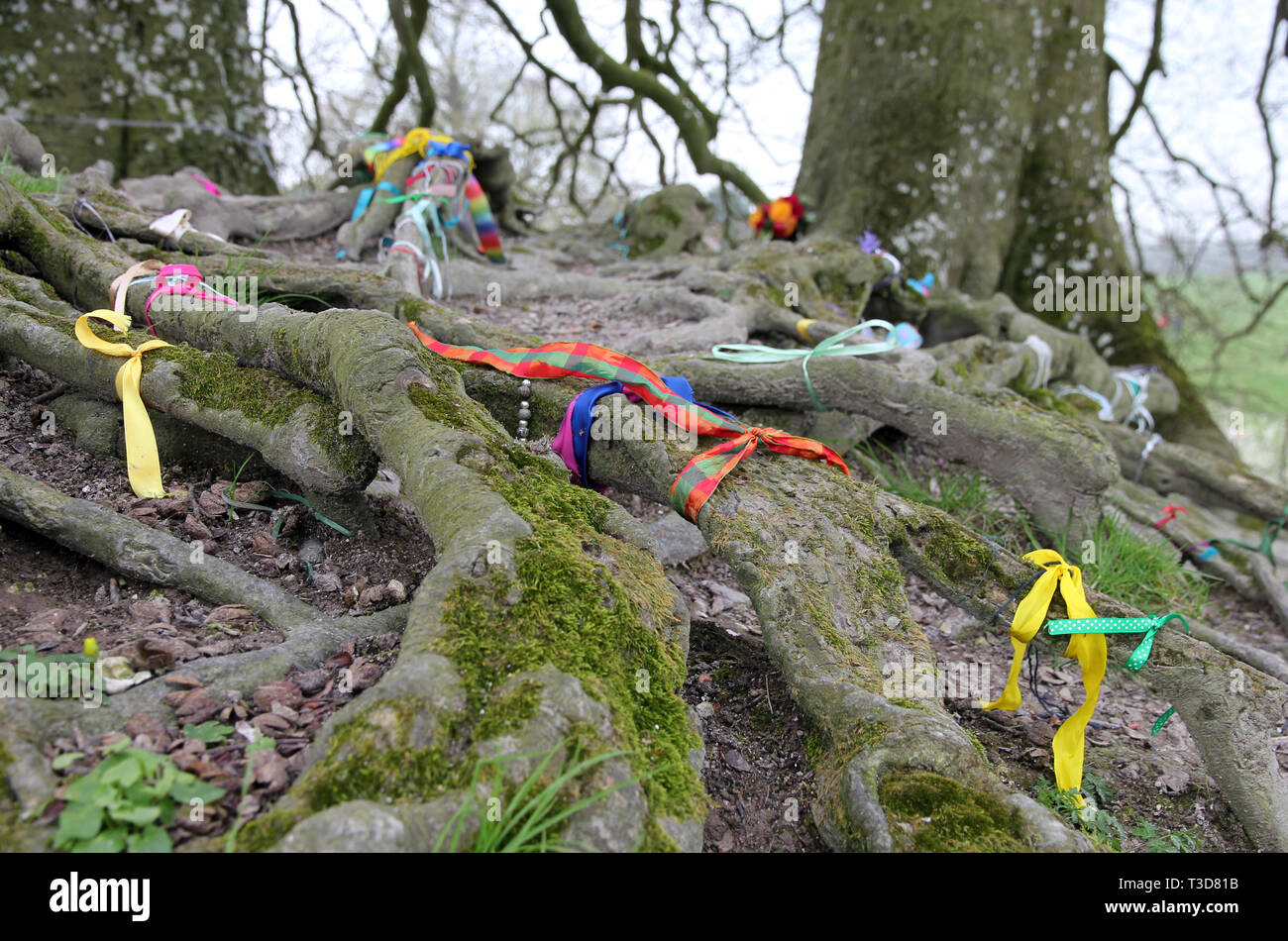 ribbons on beech tree roots Avebury England Stock Photo - Alamy