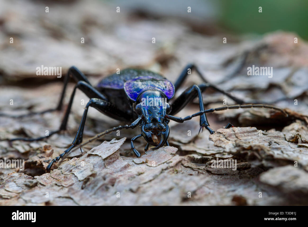 Blauvioletter Wald-Laufkaefer, Carabus problematicus, beetle Stock ...