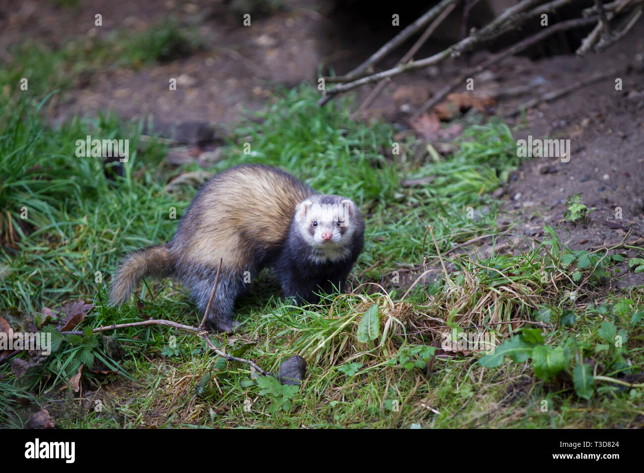 Frettchen, Mustela putorius furo, ferret Stock Photo - Alamy