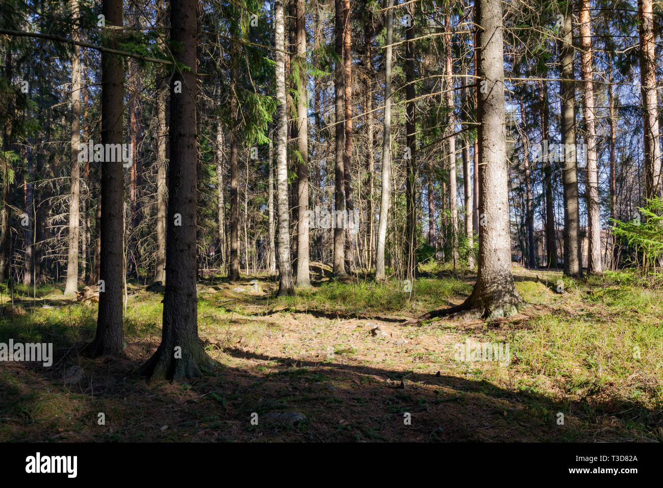 Sunny day spruce forest landscape Stock Photo - Alamy