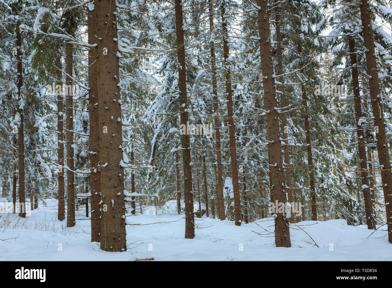 Spruce tree trunks in the forest background Stock Photo - Alamy
