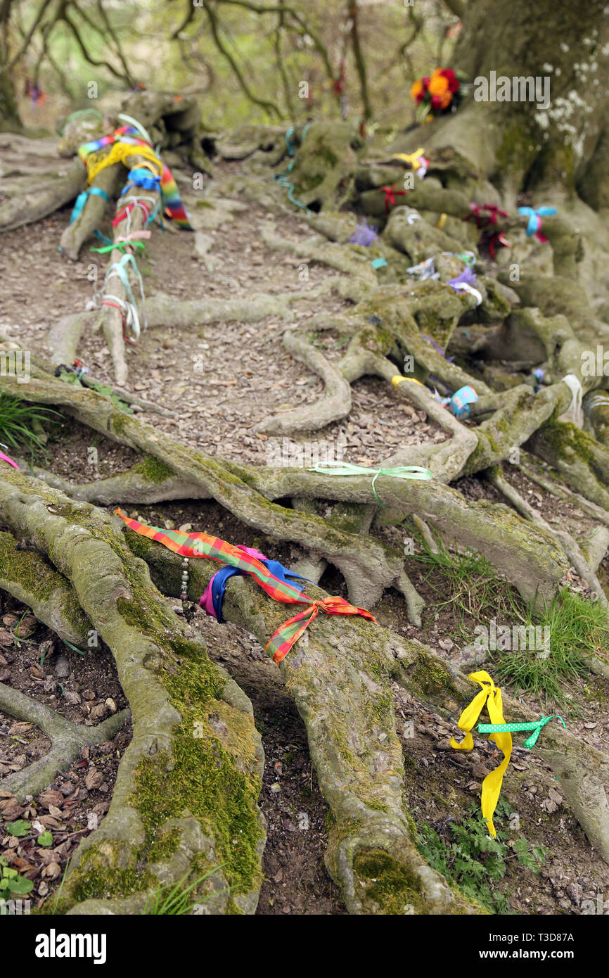 Beech tree roots at avebury hi-res stock photography and images - Alamy