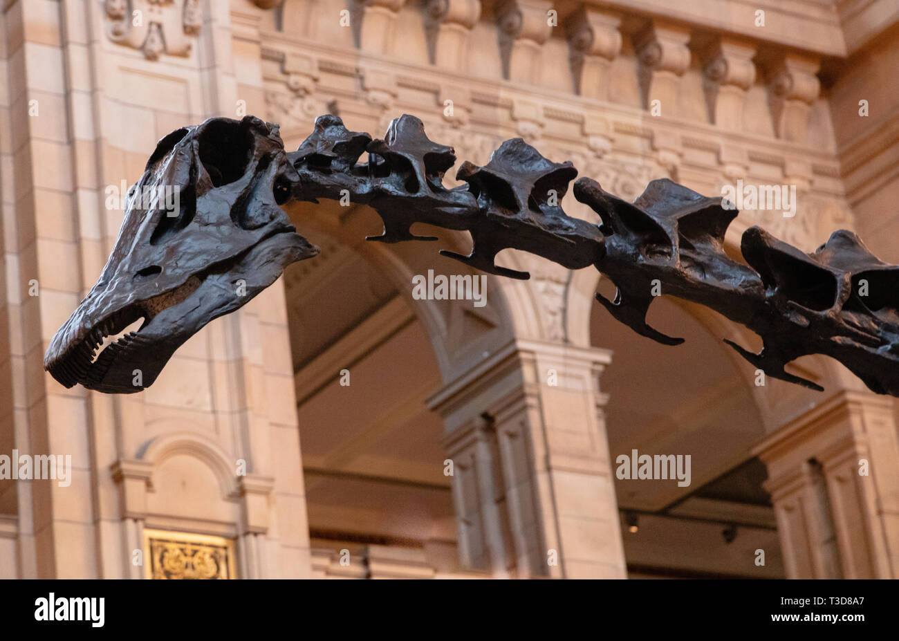 Dippy the iconic Diplodocus Dinosaur on tour in Kelingrove Museum and ...