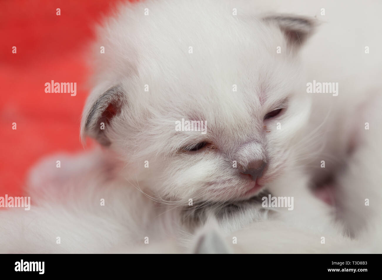 Young sacred birman kittens Stock Photo - Alamy