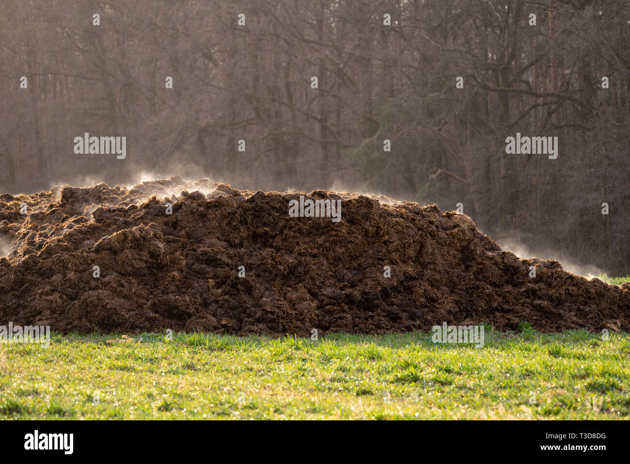 Steaming manure dung heap hi-res stock photography and images - Alamy