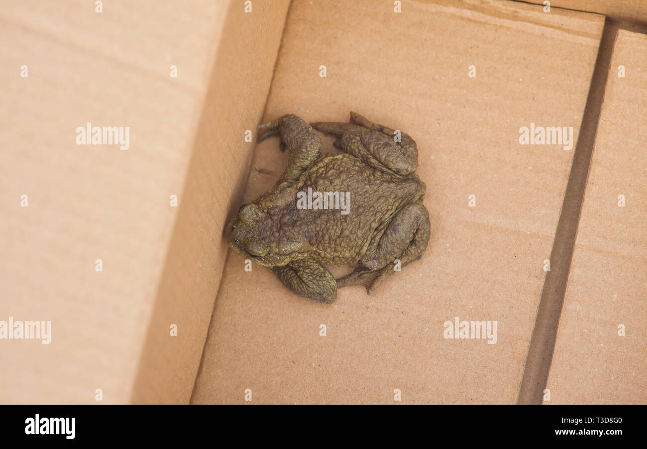 frog in a cardboard box Stock Photo - Alamy
