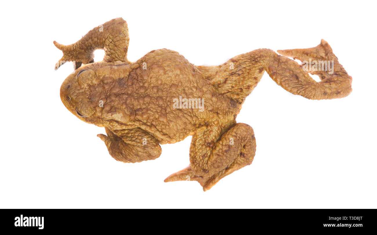 Animal tree rainforest Cut Out Stock Images & Pictures - Alamy