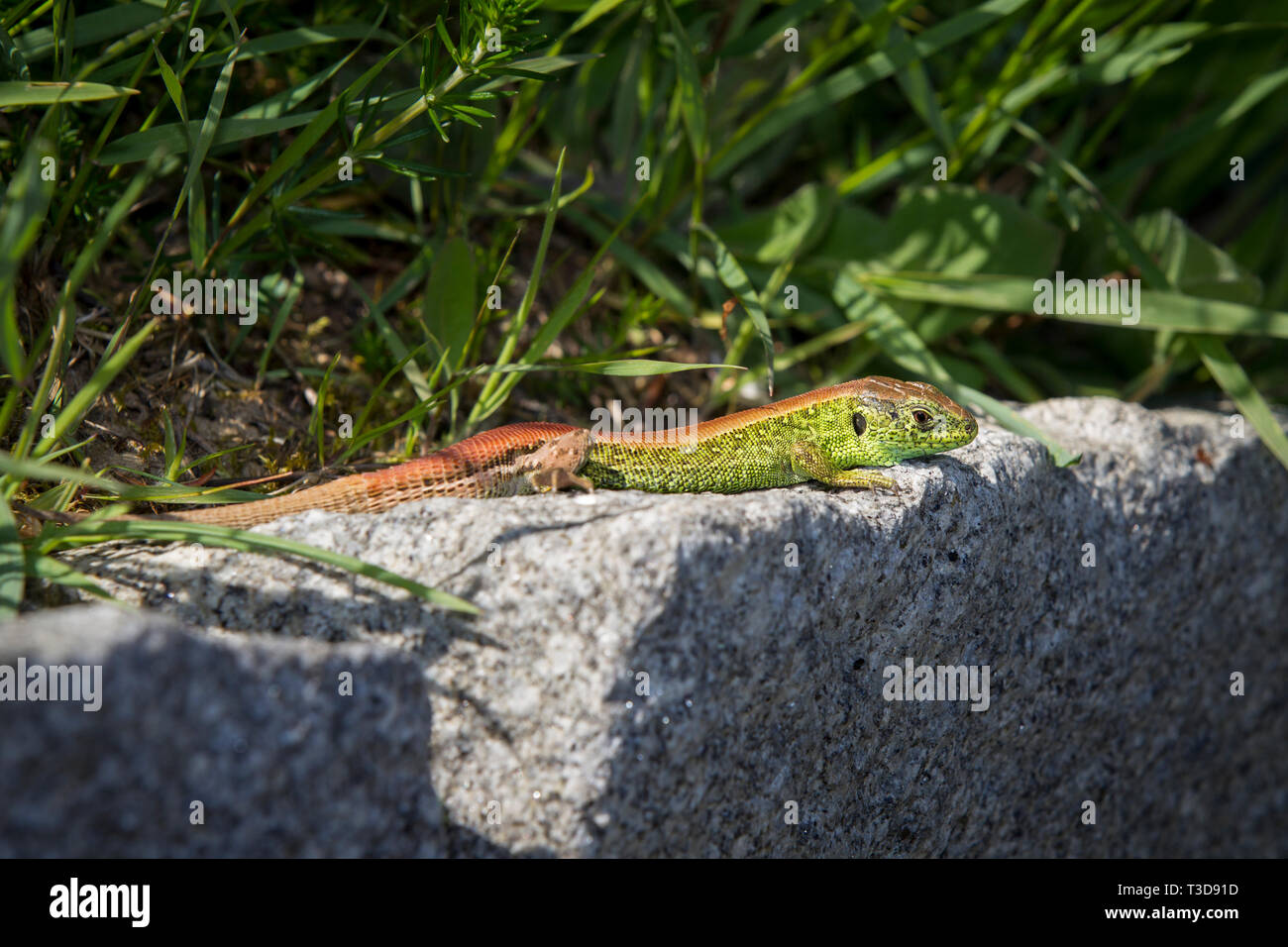 Zauneidechse stein hi-res stock photography and images - Alamy