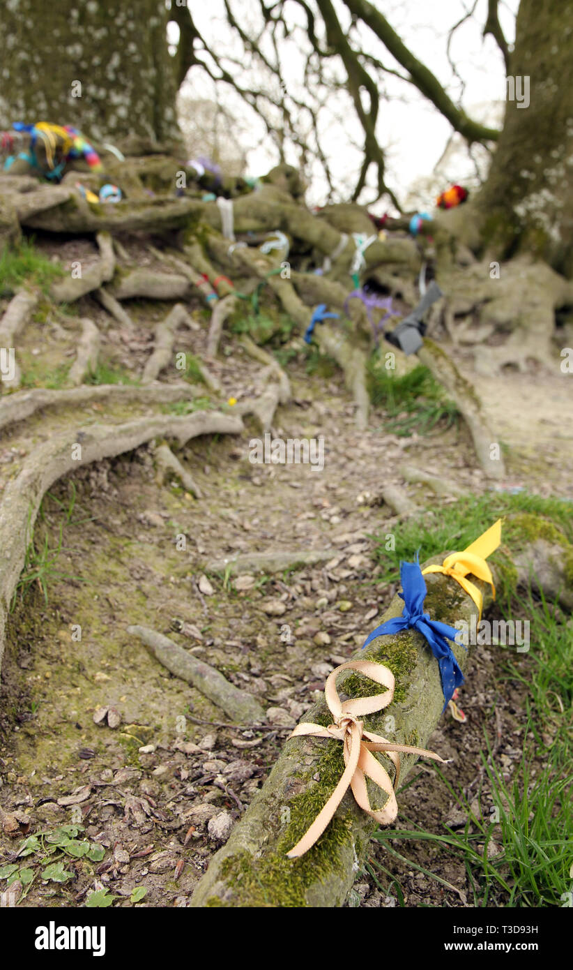 Avebury ribbon tree hi-res stock photography and images - Alamy