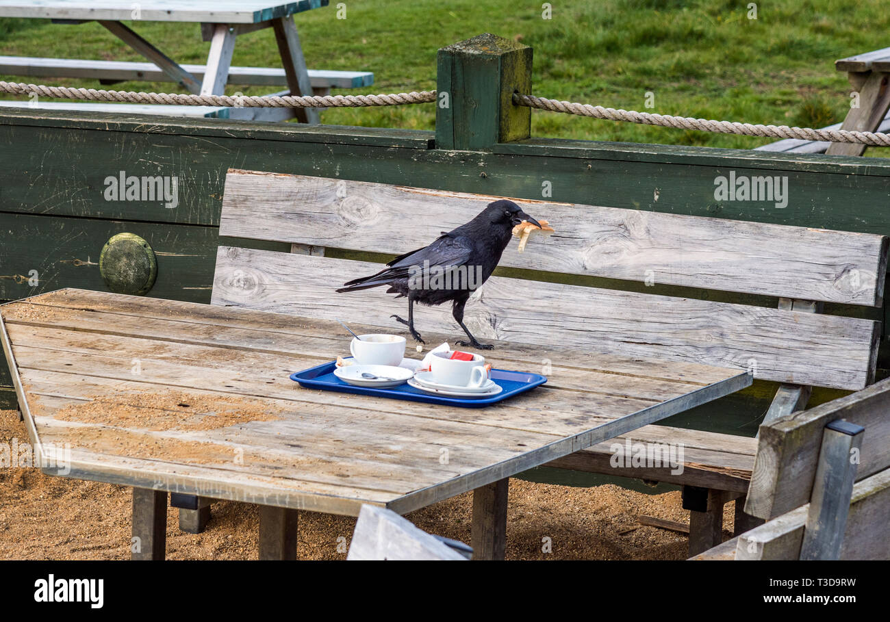 Crow Family High Resolution Stock Photography and Images - Alamy