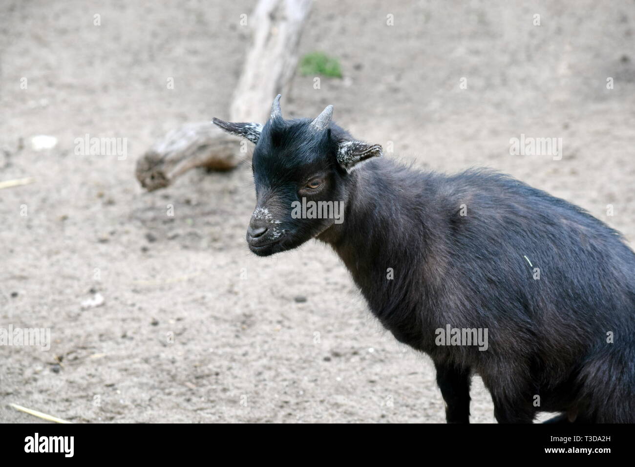Black Small Goat Sitting Stock Photo - Alamy