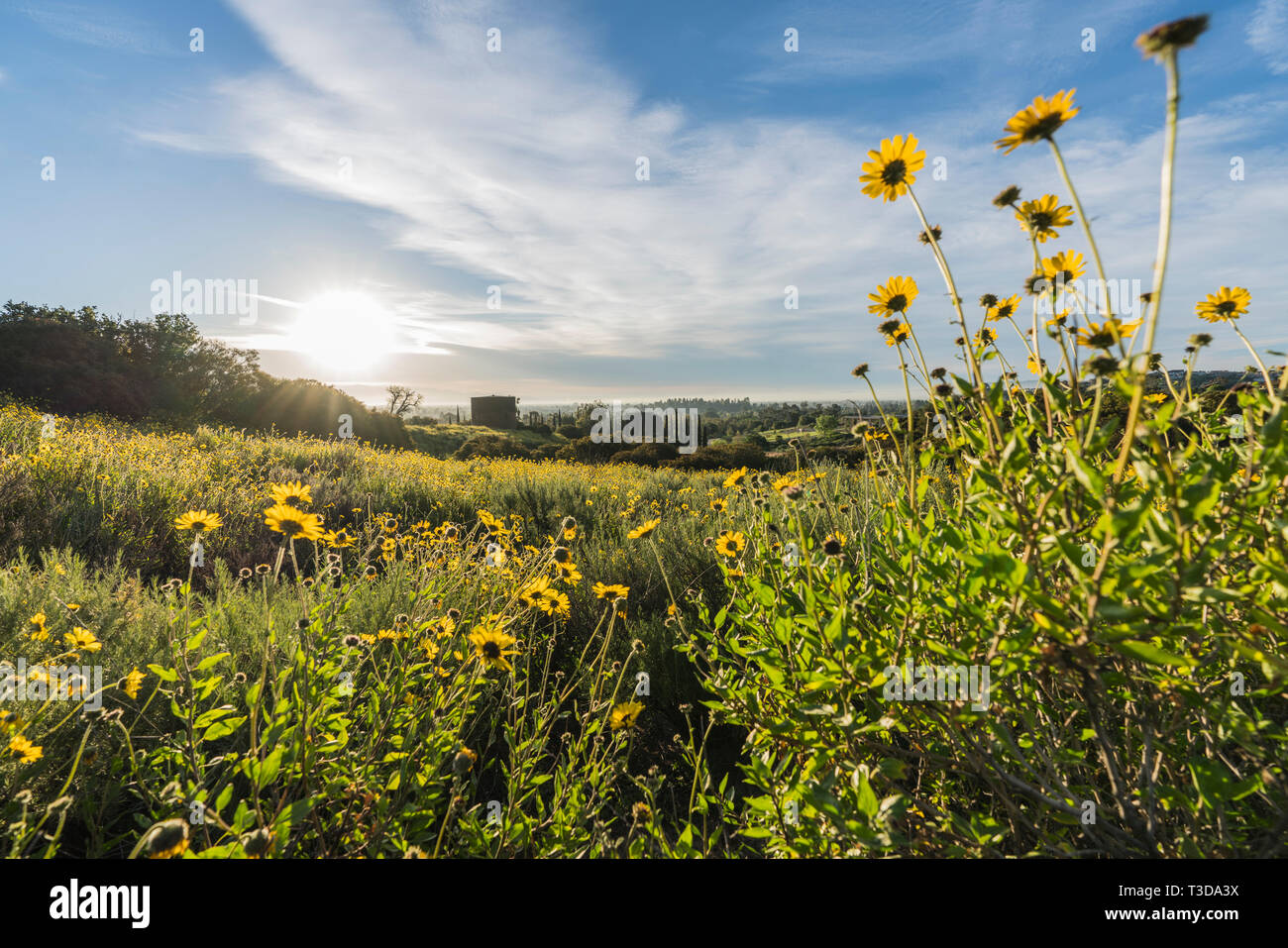 San Fernando Valley spring wildflower meadow sunrise at Santa Susana ...