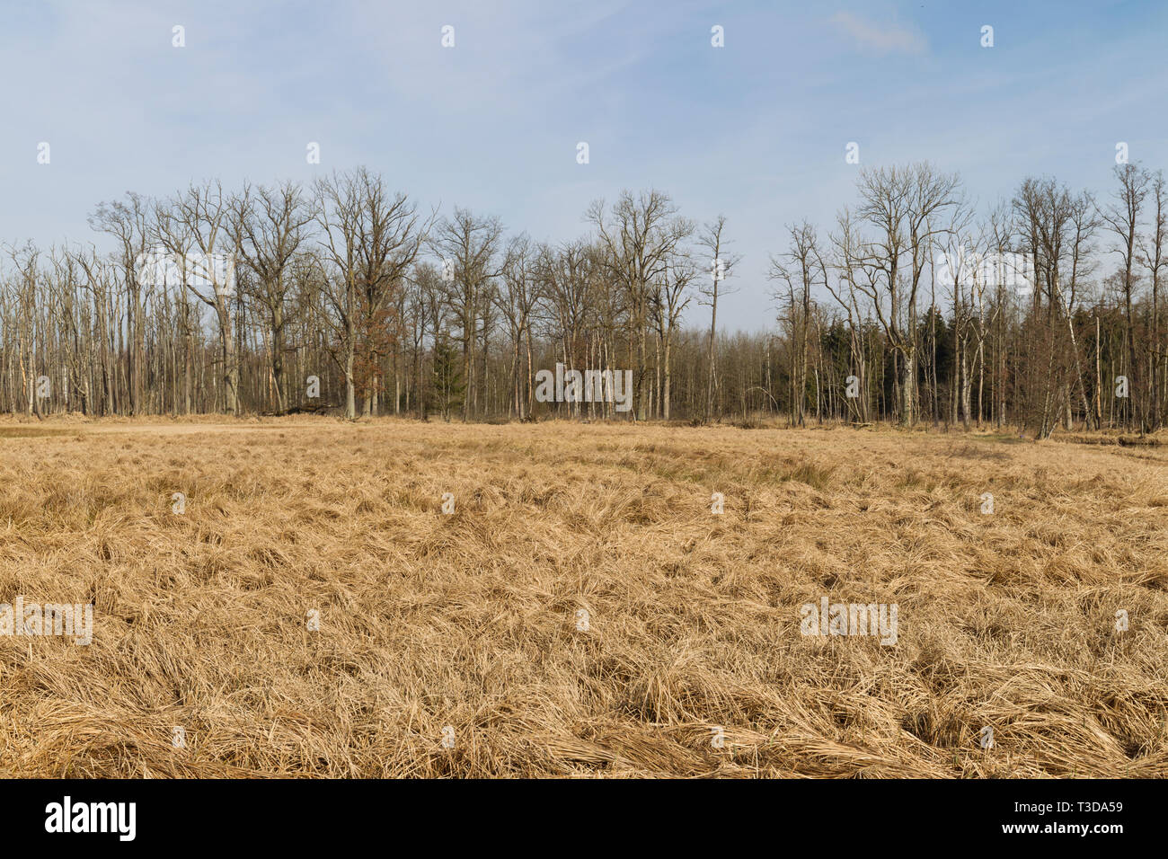 Auwald hi-res stock photography and images - Alamy