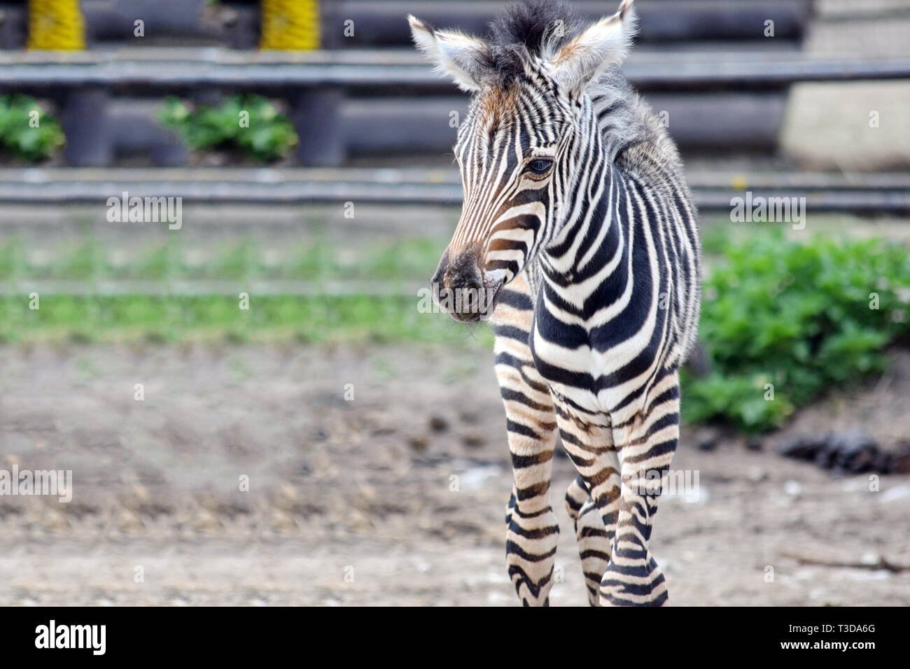 Small Baby Chapman's Zebra Stock Photo - Alamy