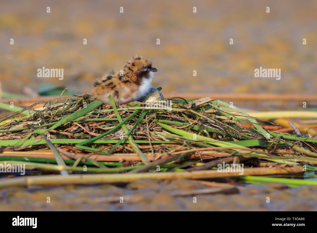 baby bird of common tern on the nest Stock Photo - Alamy