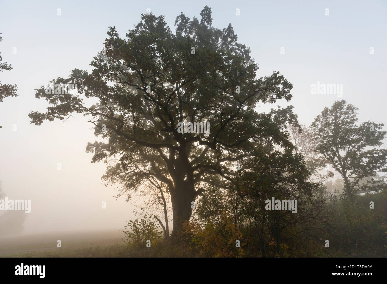 Eiche hi-res stock photography and images - Alamy