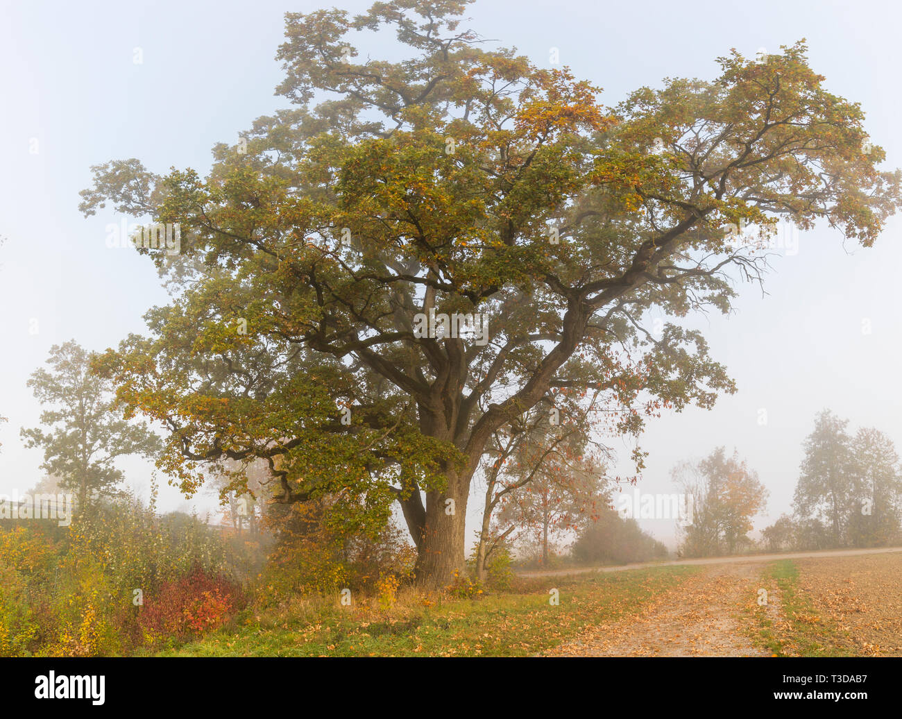 Alte eiche hi-res stock photography and images - Alamy