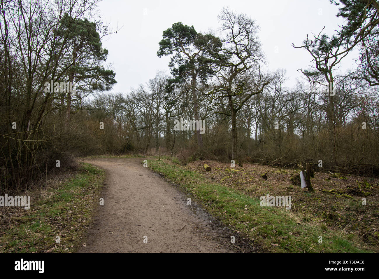 Salcey forest northamptonshire hi-res stock photography and images - Alamy