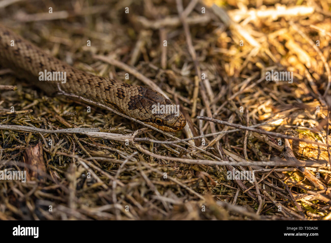 Colour wildlife portrait photograph of Rare Smooth snake (Coronella ...