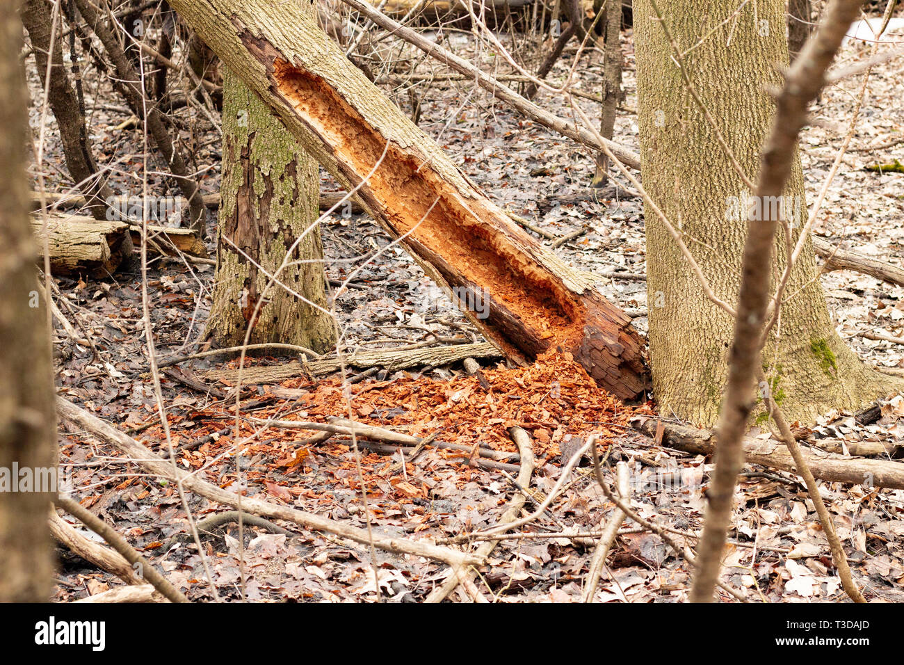 Rotten log garden hi-res stock photography and images - Alamy