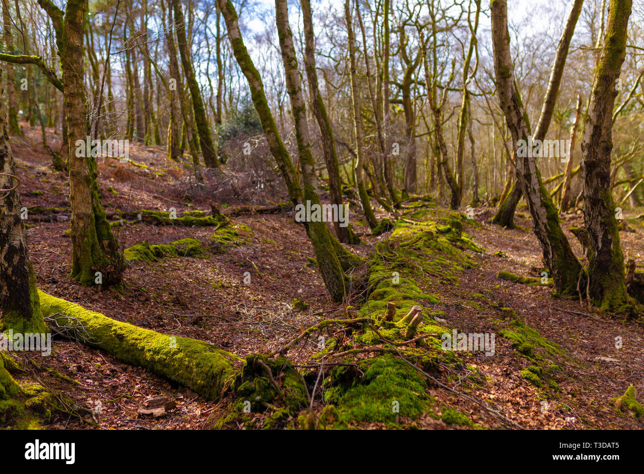 Creative colour landscape photograph taken with selective focus within ...