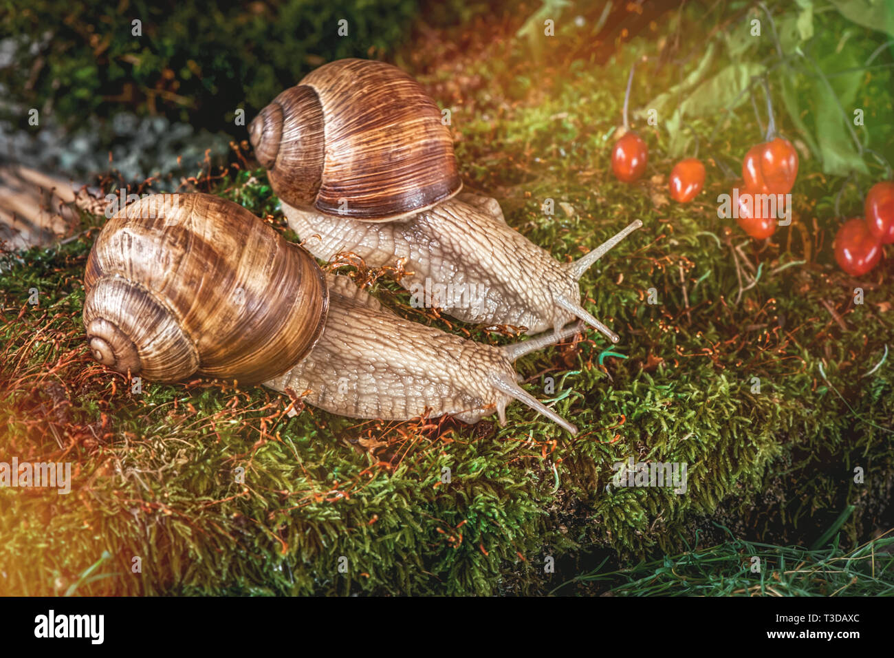 two snails crawling on the moss among the berries in the forest. Copy ...