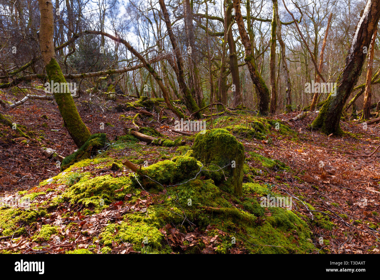 Colour landscape photograph taken within old undisturbed woodland ...